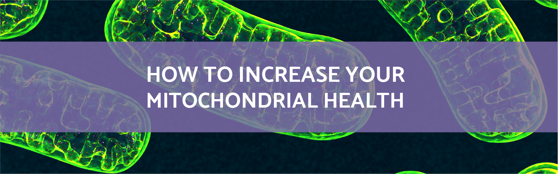 How To Increase Your Mitochondrial Health | Articles | OPTMZ ...